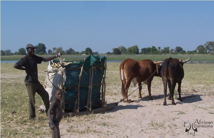 Picture of an oxen drawn sled